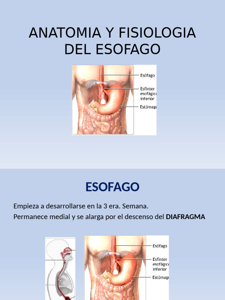 ANATOMIA Y FISIOLOGIA DEL ESOFAGO - PPTX 2 Parcial | PDF | Esófago ...