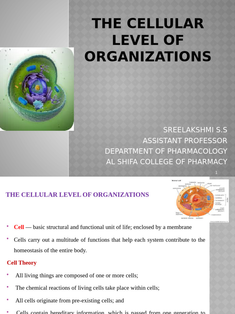 The Cellular Level of Organizations | PDF | Cell Membrane | Cell Biology