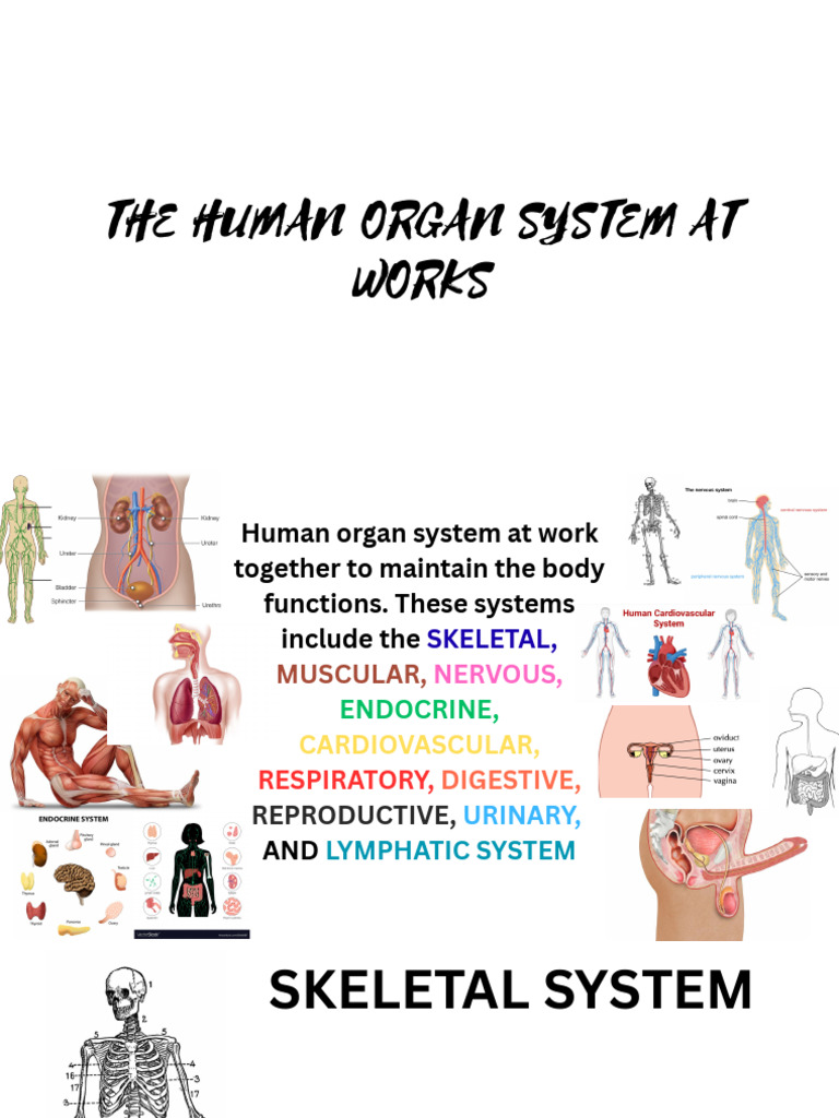 Overview of Human Organ Systems | PDF