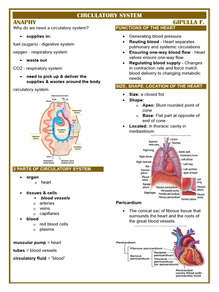 Overview of the Circulatory System | PDF | Heart | Heart Valve