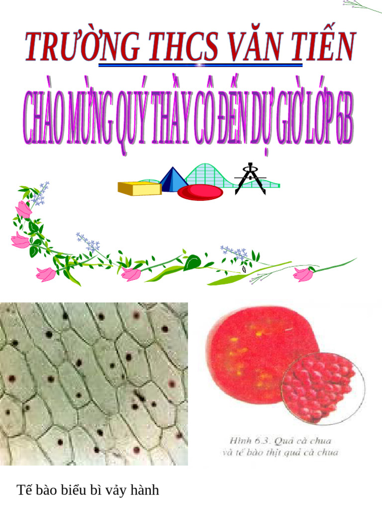Bai 7 Cau Tao Te Bao Thuc Vat 7720209 | PDF