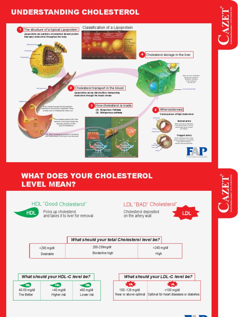 Understanding Cholesterol: Classification of A Lipoprotein | PDF ...