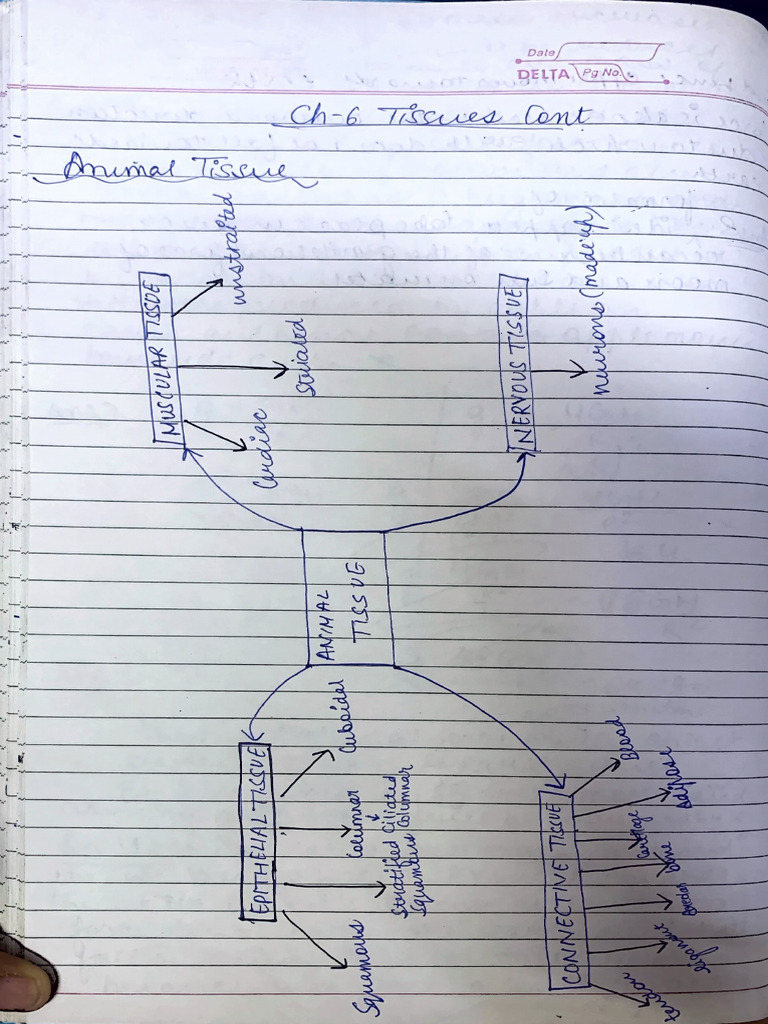 CH - Tissue (Animal Tissue) Notes | PDF