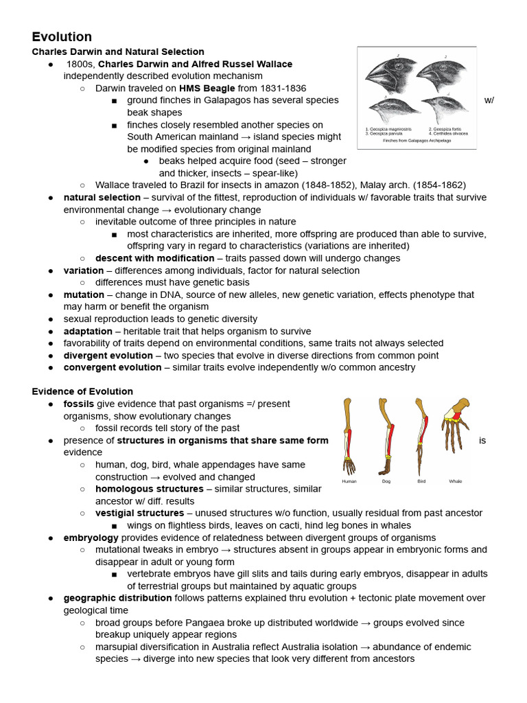 BIO: Evolution | PDF | Evolution | Natural Selection