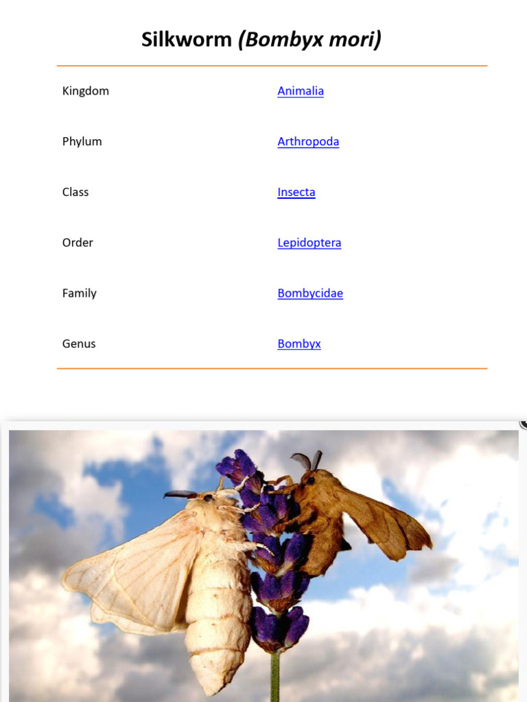 Bombyx Morii 2 | PDF | Pupa | Insects