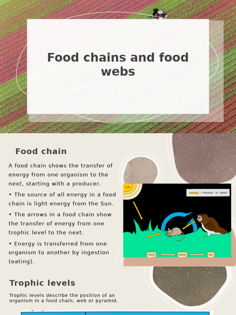 Understanding Food Chains and Webs | PDF | Food Web | Biology