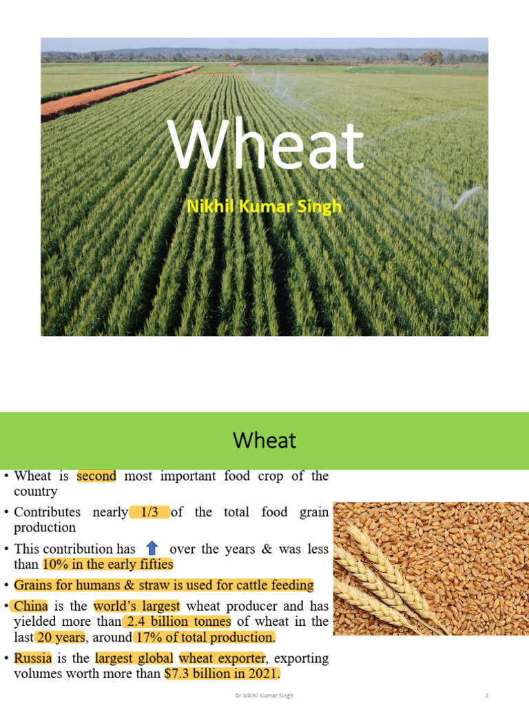 Wheat Final | PDF | Wheat | Agronomy