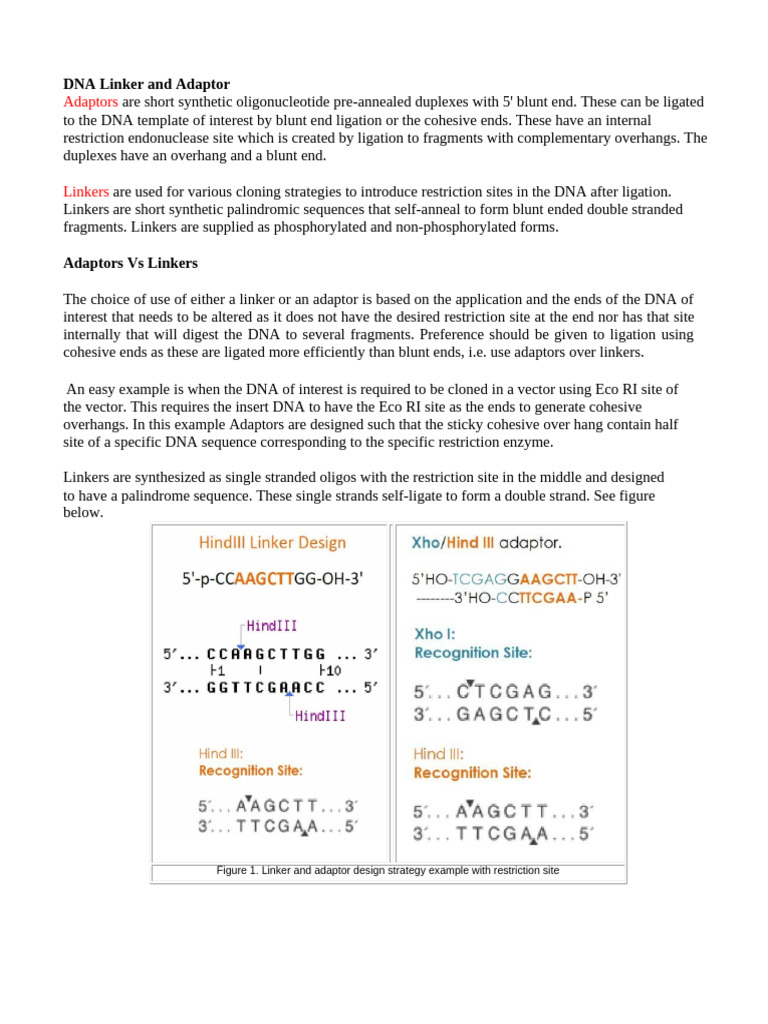 DNA Linker and Adaptor (1) | PDF