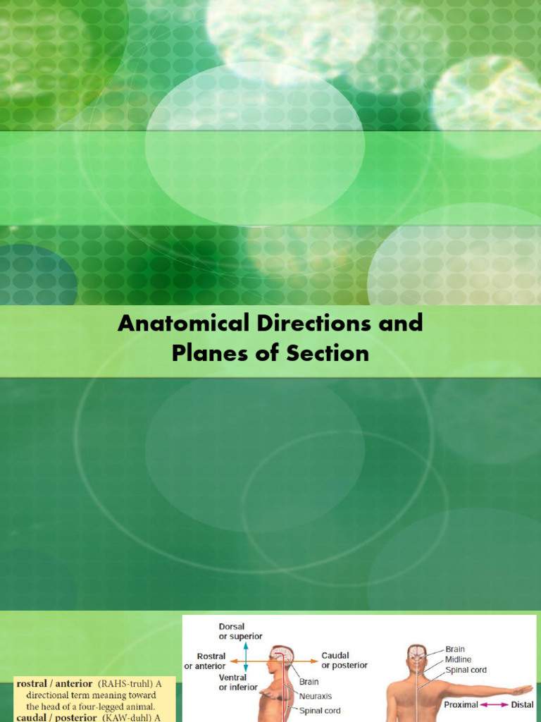 Chapter 2_Anatomy of the NERVOUS SYSTEM | PDF | Motor Neuron ...