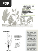 Glosario de briofitos y caulidios | PDF | Hoja | Plantas