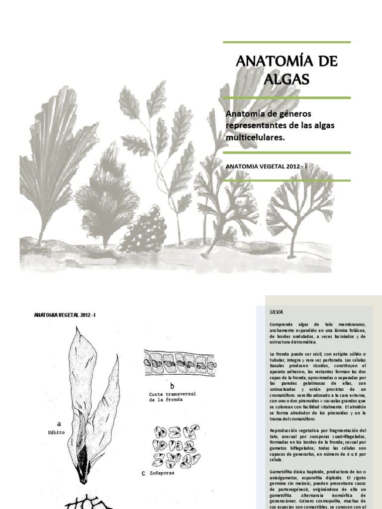 Anatomía de Algas Multicelulares | PDF | Algas | Biología Celular)