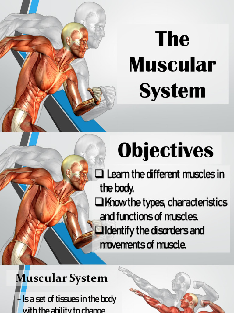 Muscular System | PDF | Anatomical Terms Of Motion | Anatomical Terms ...