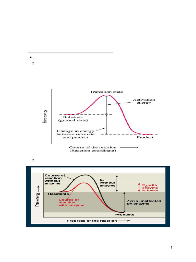 Lec 16 Enzyme 2 2nd 25-26 | PDF | Enzyme Inhibitor | Enzyme