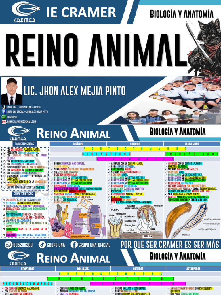 15_reino Animalia Falta | PDF | Anatomía | Sistema nervioso