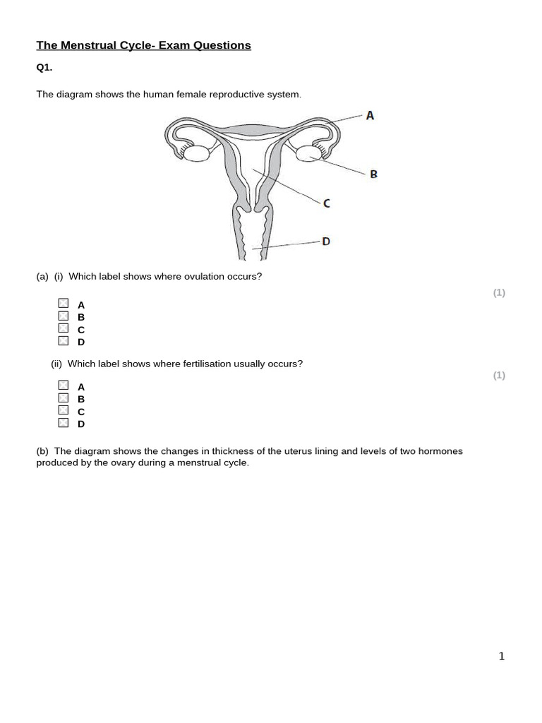 Menstrual Cycle Exam Questions Guide | PDF | Menstrual Cycle | Sex
