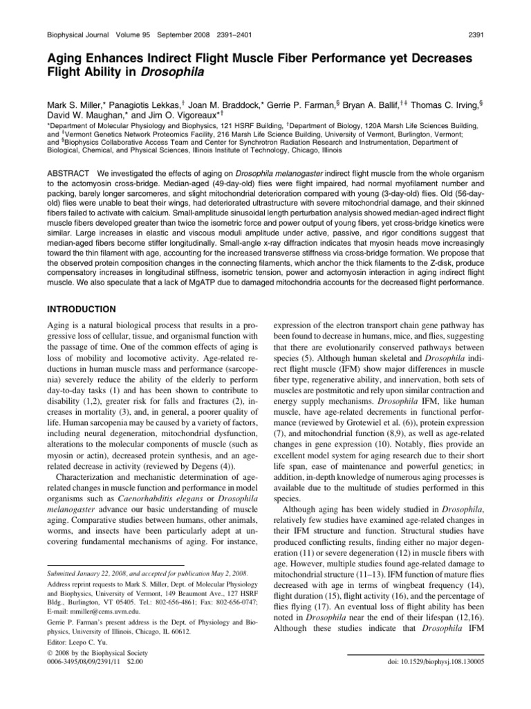 Aging Enhances Indirect Flight Muscle Fiber Perfor | PDF | Skeletal ...