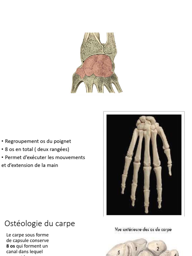 Anatomie et Fonction des Os du Poignet | PDF | Main | Membres (anatomie)