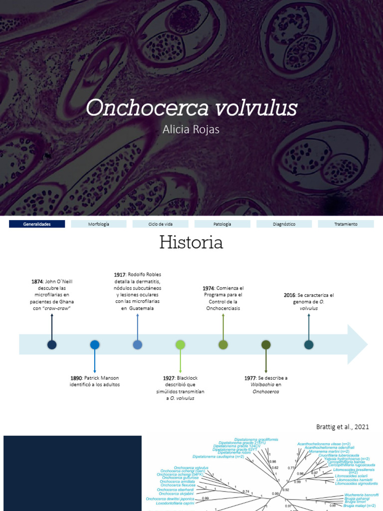 Onchocerca Volvulus, Dirofilaria Immitis, Mansonella Ozzardi 2025 | PDF ...
