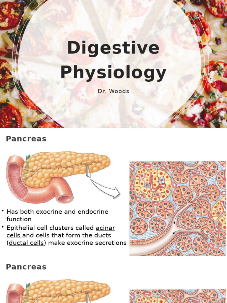 Pancreas and Liver Digestive Functions | PDF | Pancreas | Liver