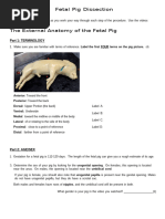 Fetal Pig Dissection Lab Guide | PDF | Aorta | Common Carotid Artery