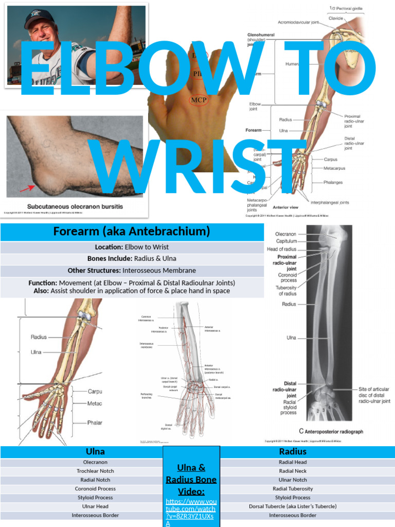 Anatomy of the Elbow and Forearm | PDF | Thumb | Elbow