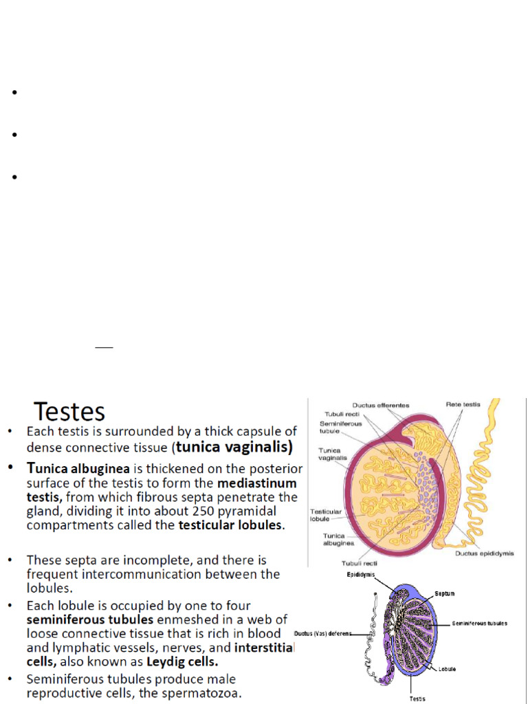 Testis | PDF | Testicle | Testosterone