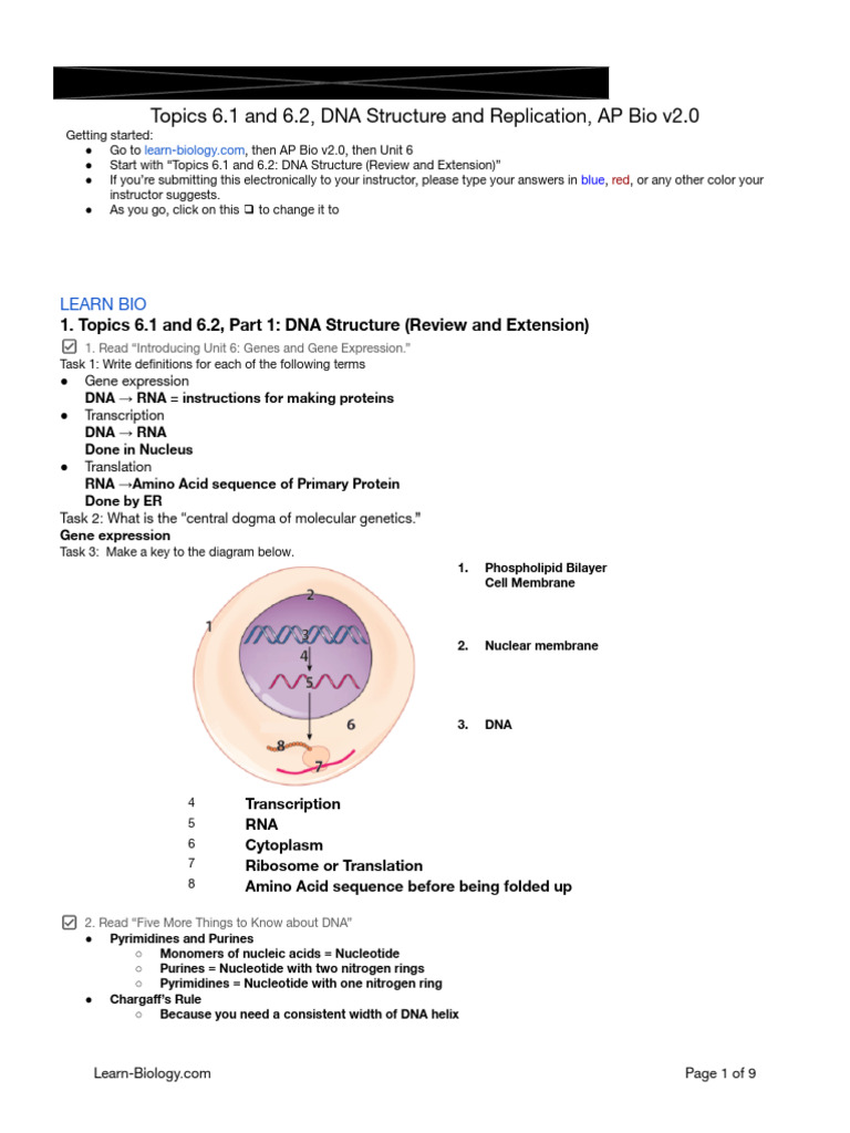 DNA Structure and Replication Guide | PDF | Dna Replication | Dna