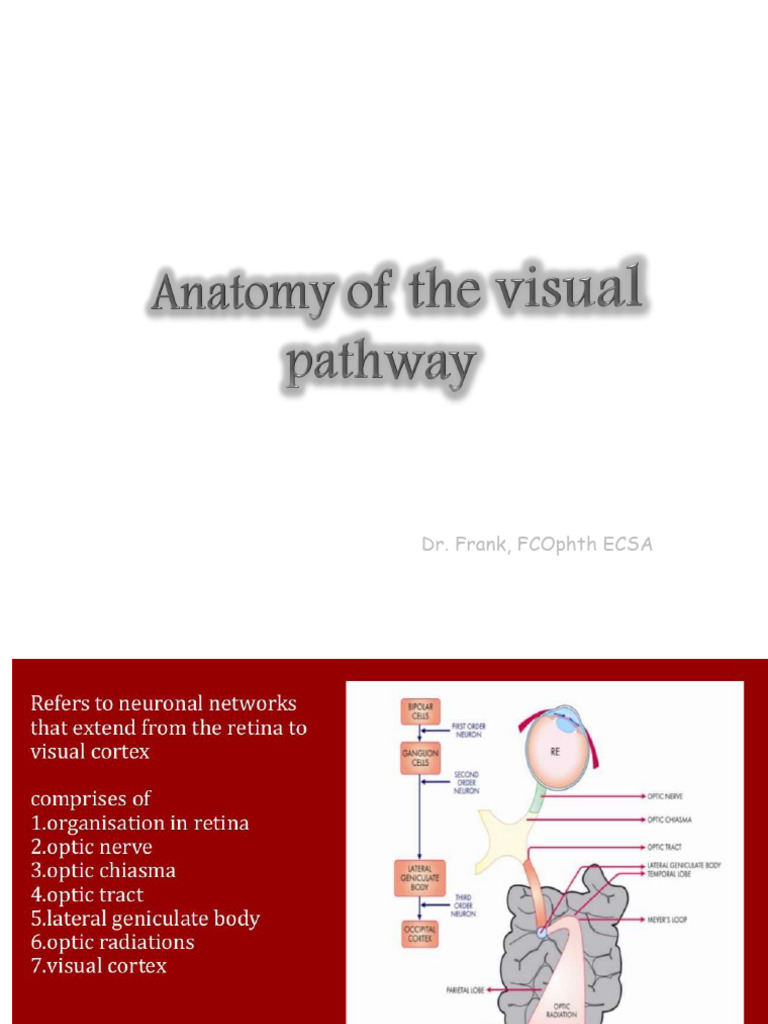 4-Anatomy of Visual Pathway 2017_074611 | PDF | Visual System | Senses
