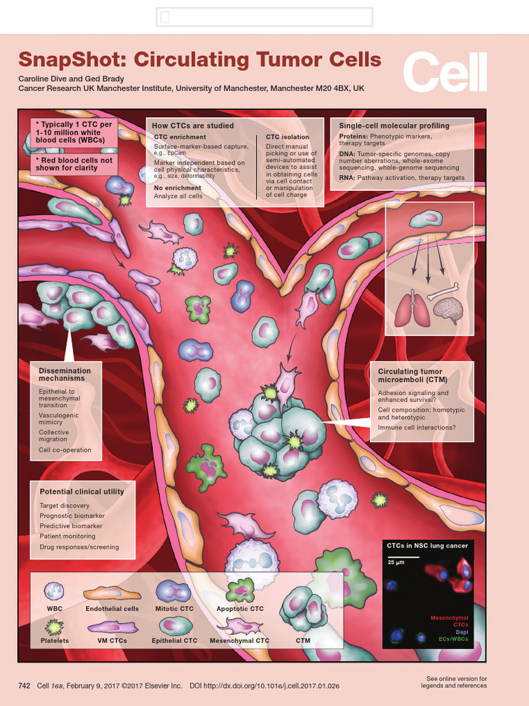 SnapShot Circulating Tumor Cells Cell | PDF | Neoplasms | Medicine