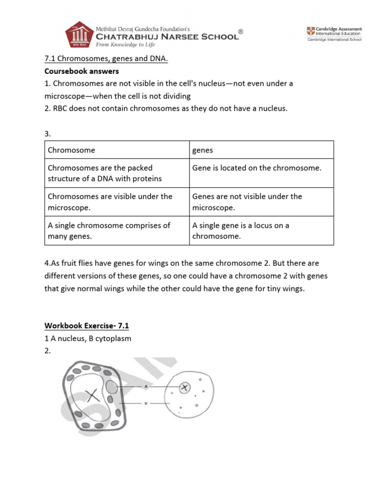 Chromosomes, Genes, and DNA Overview | PDF