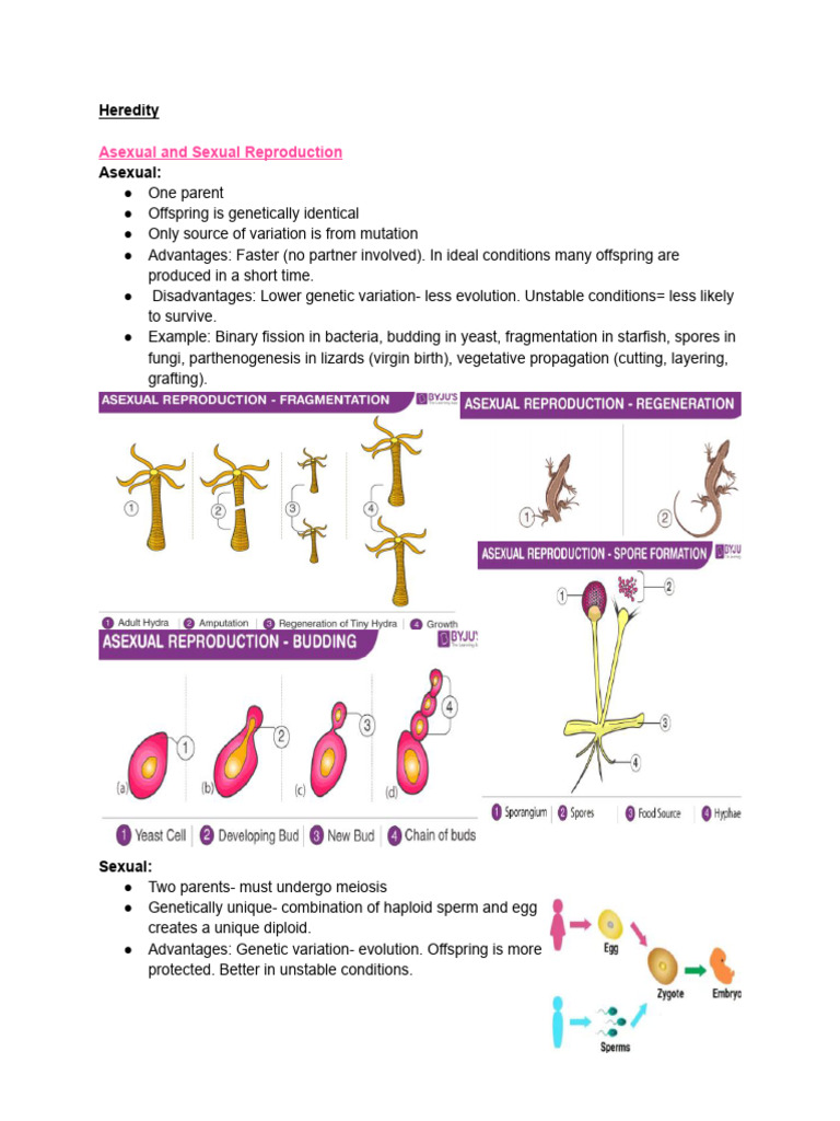 Biology Full Course Summary 1 | PDF | Meiosis | Menstrual Cycle