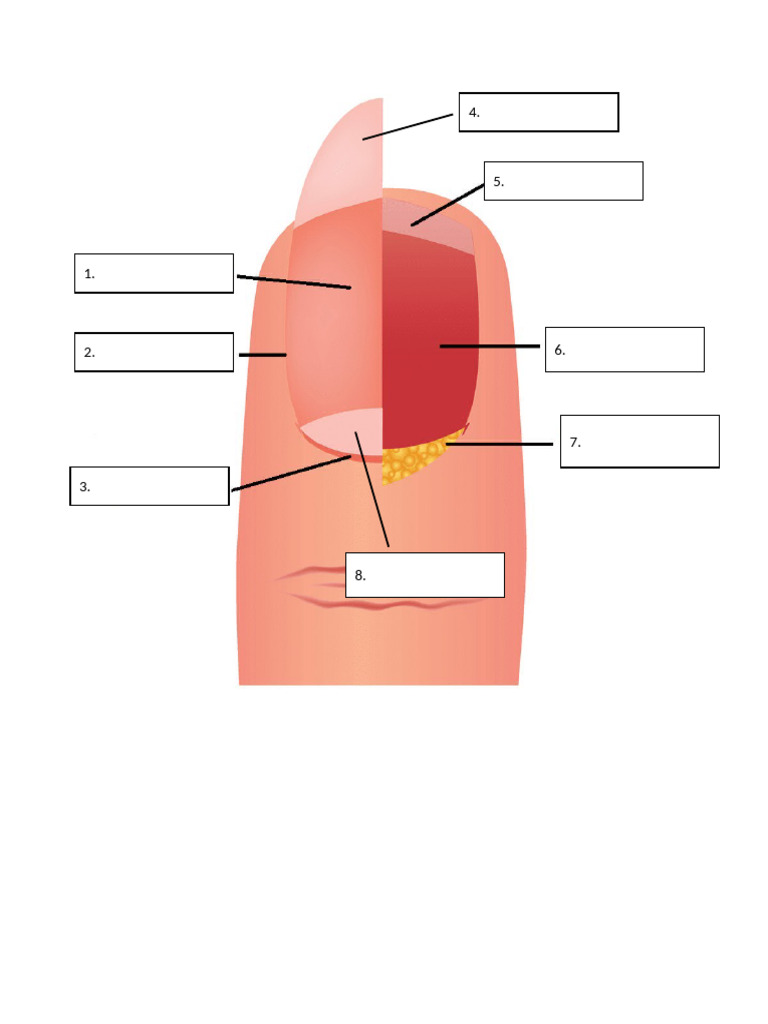 Parts of the Nail | PDF