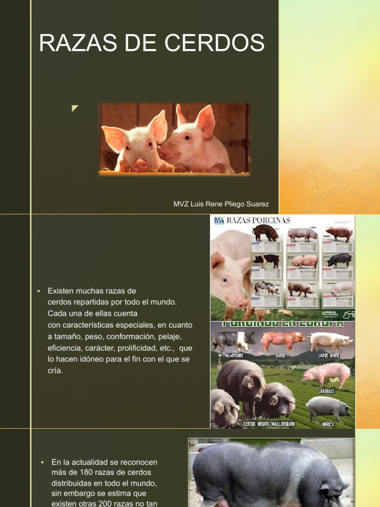 Razas de Cerdos-2 | PDF | Cerdo | Carne
