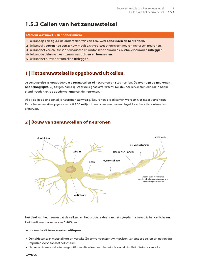 1.5.3+ +Cellen+Van+Het+Zenuwstelsel (1) | PDF