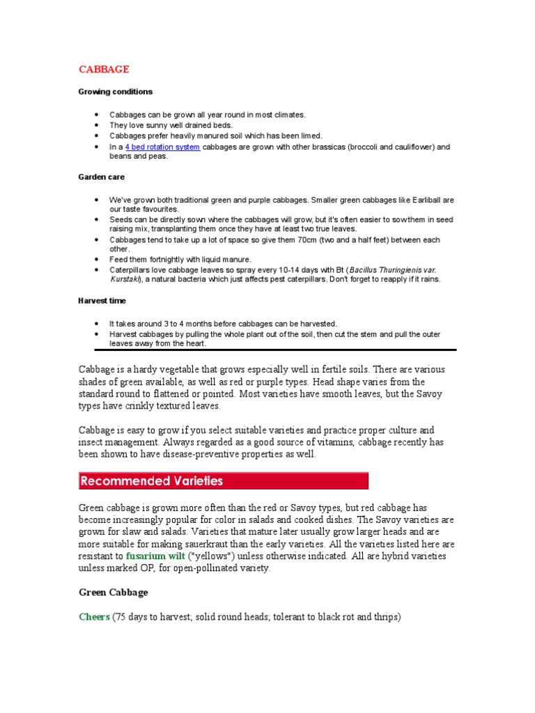 Cabbage | PDF | Cabbage | Plants