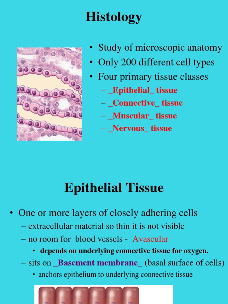 Histology | Epithelium | Wound Healing