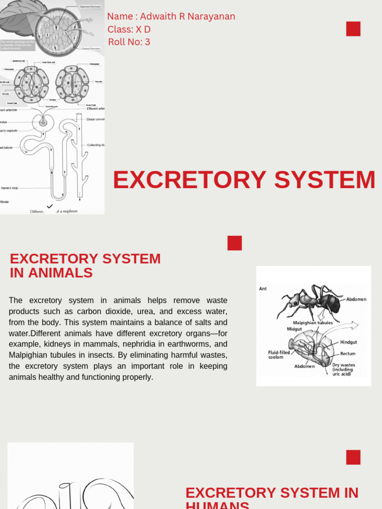 Excretory system | PDF | Excretion | Kidney