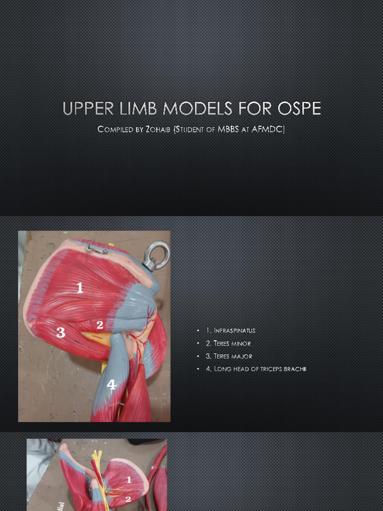 Upper Limbs Model for Ospe | PDF