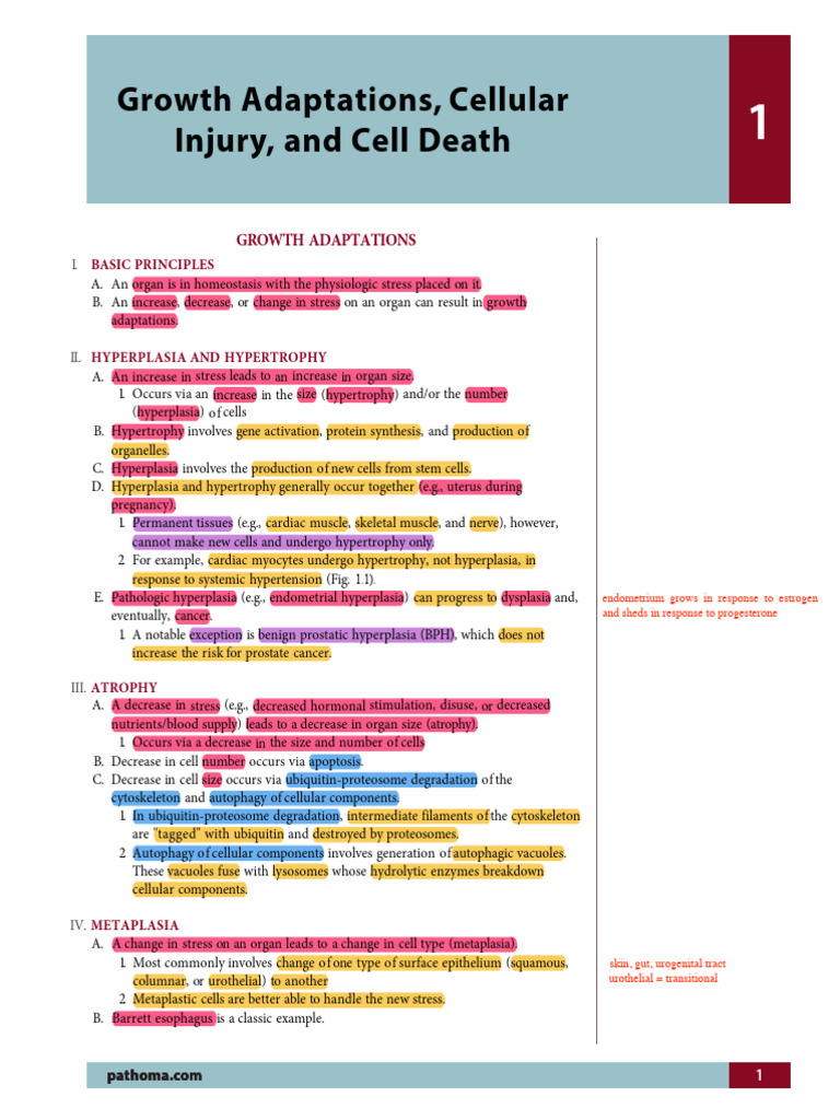 Cell Growth Adaptations and Injury | PDF | Ischemia | Apoptosis