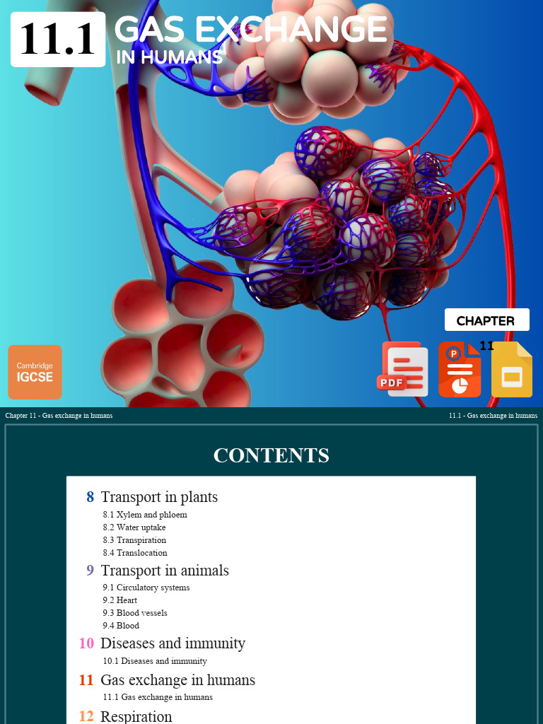 Chapter 11 Gas Exchange in Humans 2 | PDF | Respiratory System | Breathing