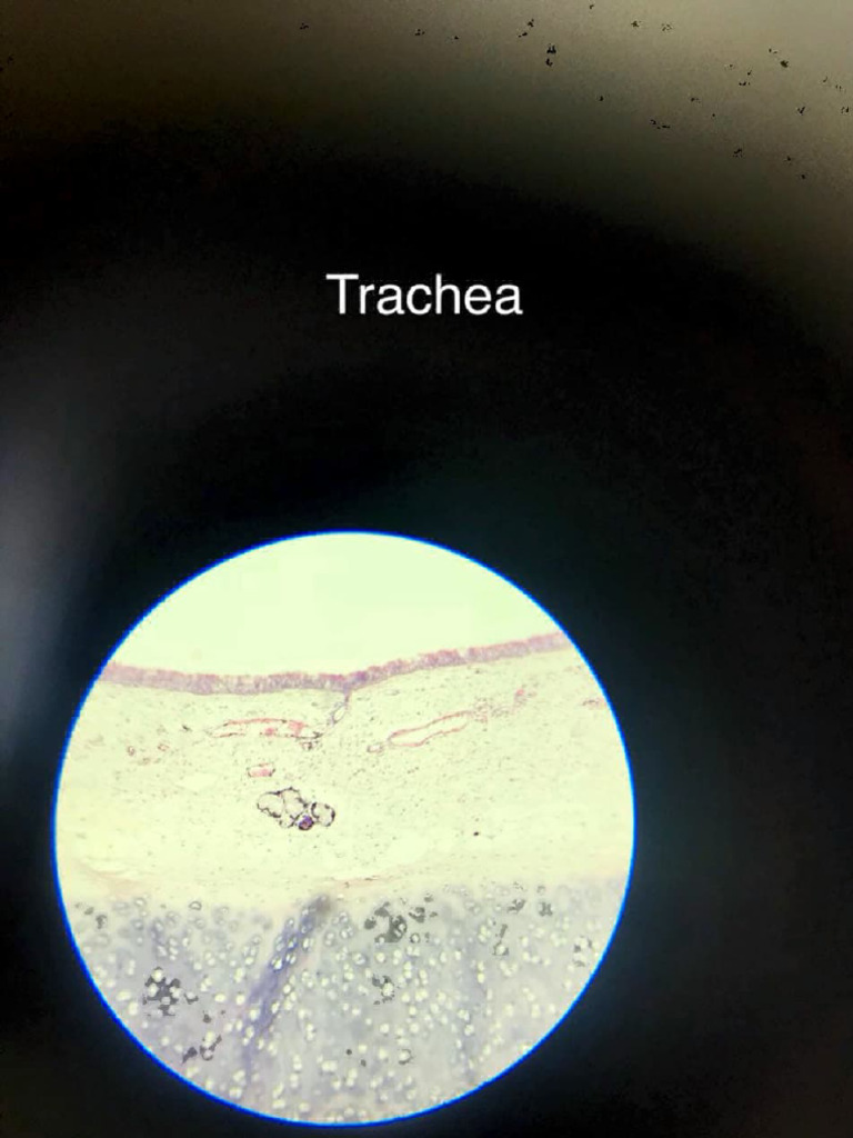 Microscopic Structure of HISTOLOGY | PDF