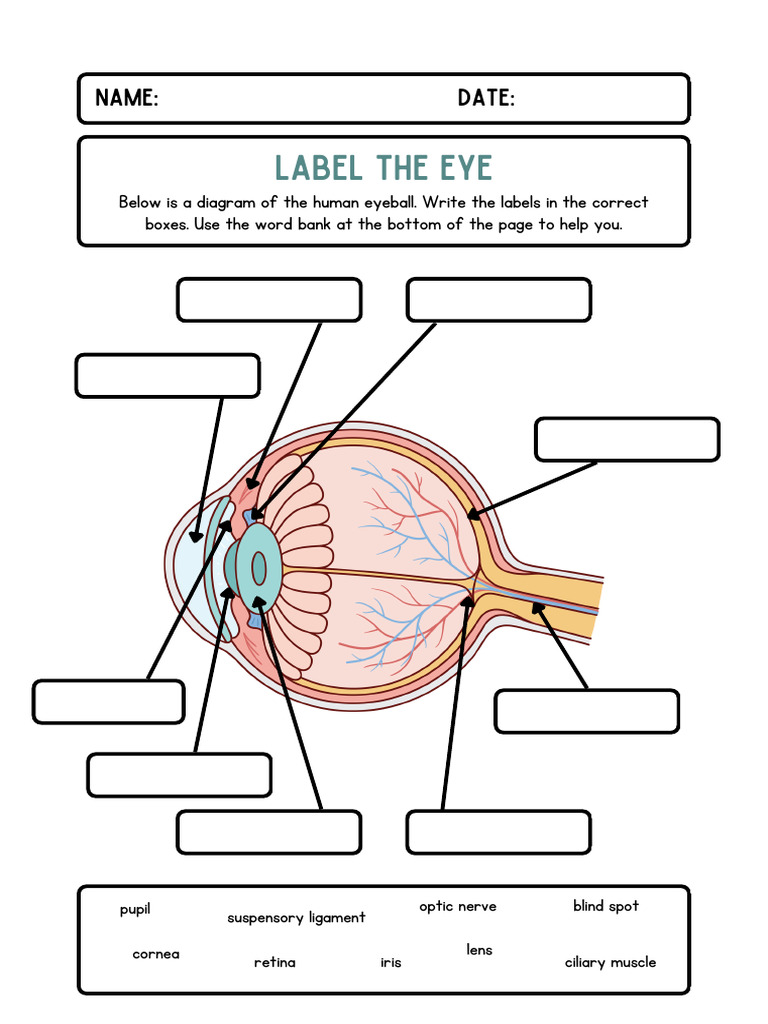 Labeling the Human Eye Diagram | PDF