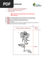 Tekenregels Biologie Microscoop Preparaat | PDF