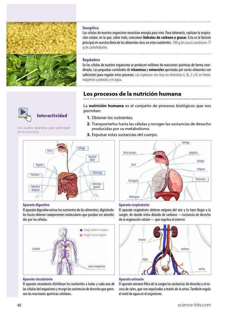 03 Aparatos de La Nutricion Humana | PDF | Digestión | Sistema ...