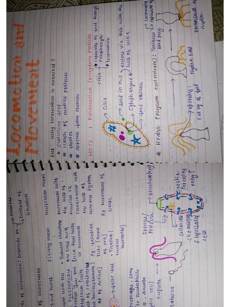 Locomotion and Movement Handwritten Notes | PDF
