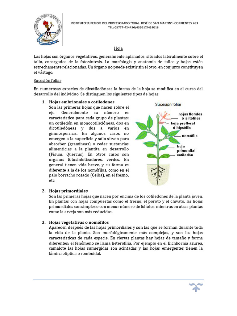Hoja | PDF | Hoja | Tallo de la planta