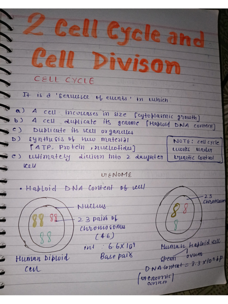 Cell cycle and division handwritten notes | PDF