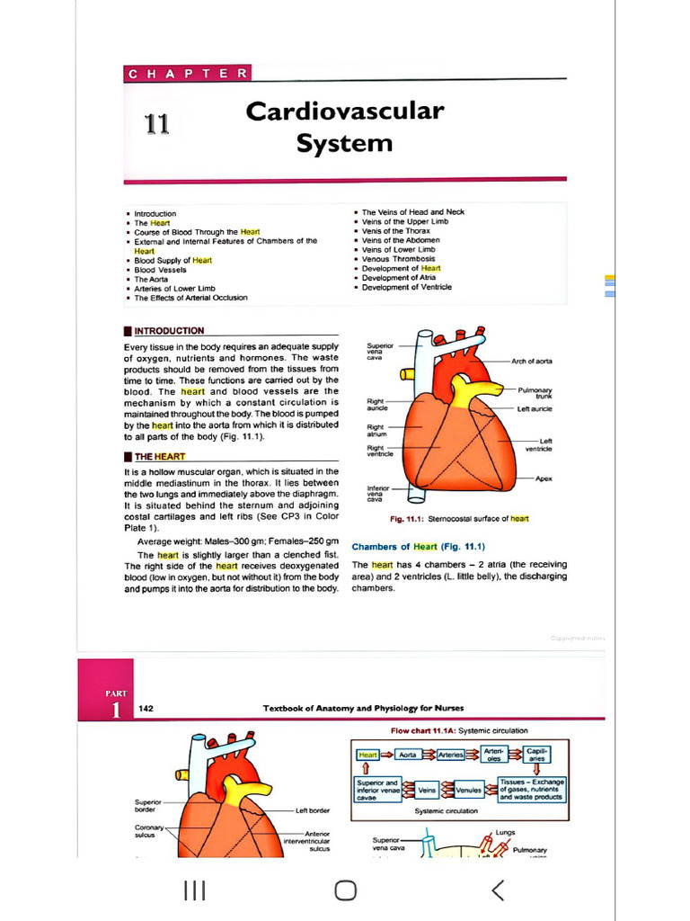 Heart | PDF