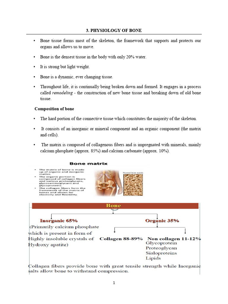 PHYSIOLOGY OF BONE | PDF | Bone | Osteoblast