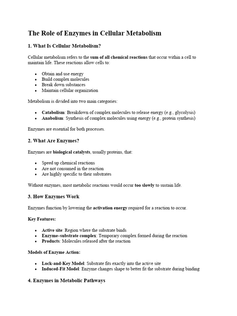 The Role of Enzymes in Cellular Metaboli | PDF | Enzyme | Metabolism